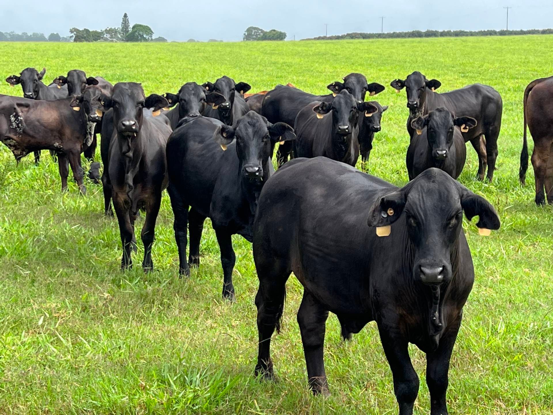 80 Brangus steers / 40 Brangus heifers - Prophurst Pty Ltd