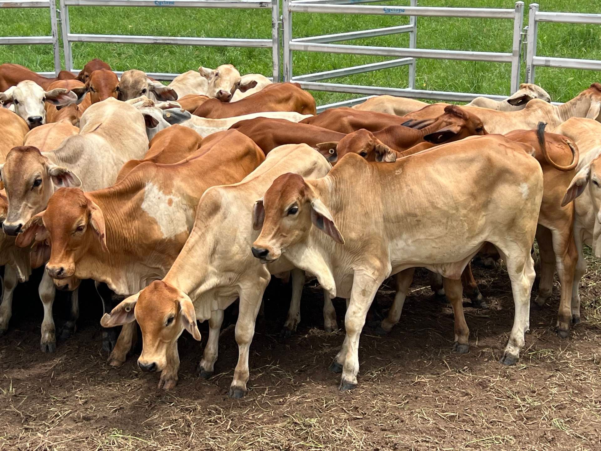 45 No 2 Brahman/Brahamn cross steers - Prophurst Pty Ltd