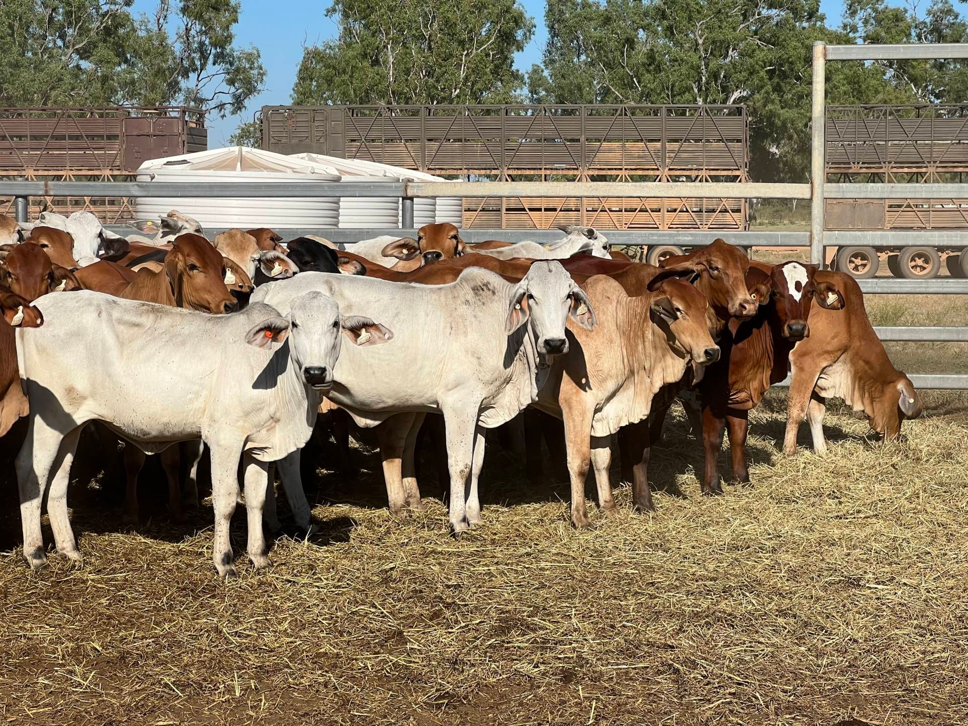 Highly sort after spayed Gulf Coast Agriculture Heifers - Prophurst Pty Ltd