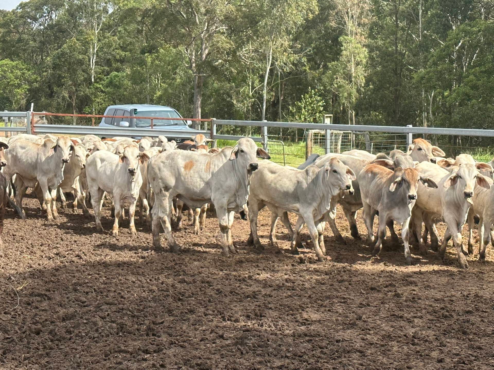 Well-bred Brahman weaner steers - Prophurst Pty Ltd