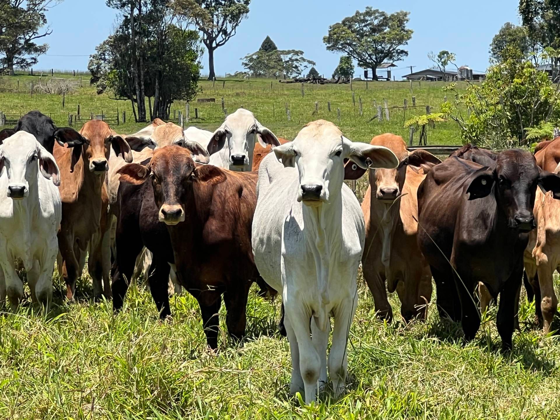 120 Brahman/Brangus/Charbray Cross Steers - Prophurst Pty Ltd
