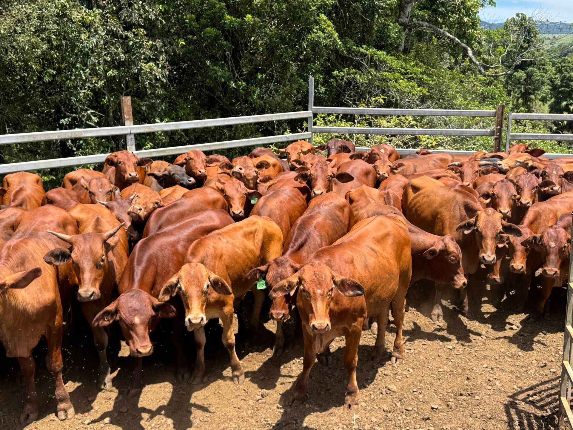 70 Droughtmaster steers - Prophurst Pty Ltd