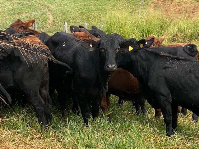 38 ANGUS CROSS HEIFERS - Prophurst Pty Ltd