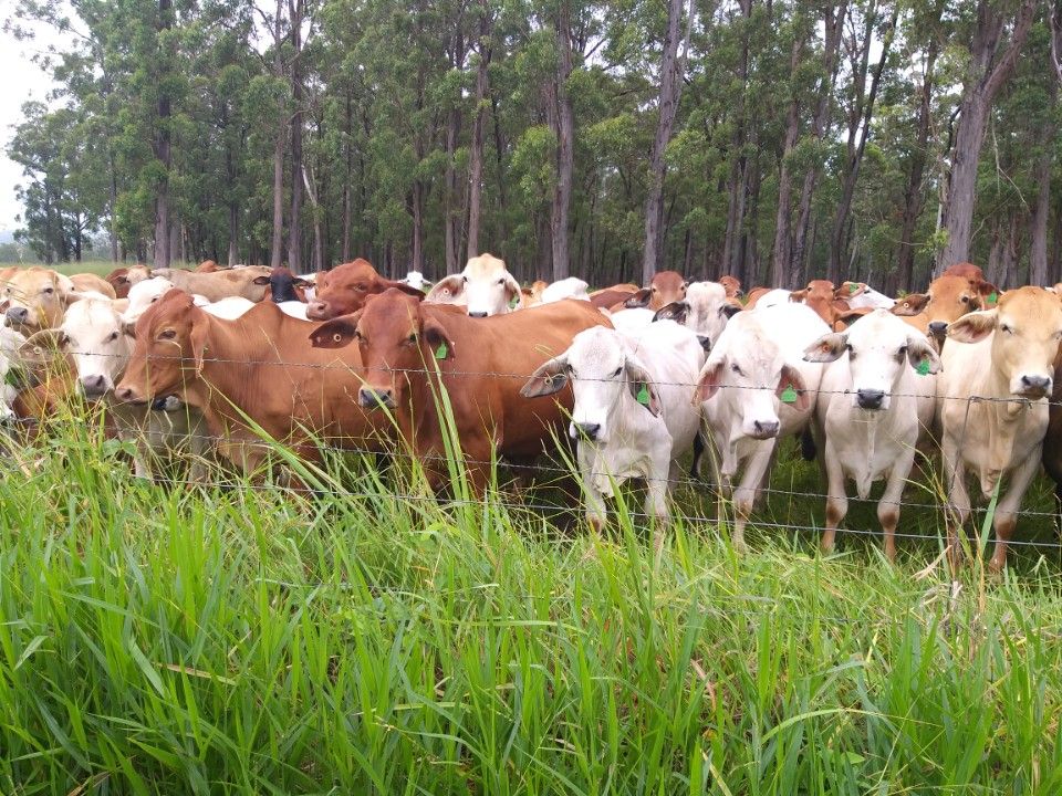 144 BRAHMAN CROSS STEERS - Prophurst Pty Ltd